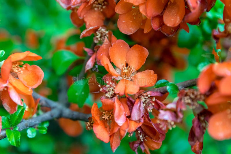 Flowering Japanese Quince Tree in the Garden on a Clear Day Stock Image ...