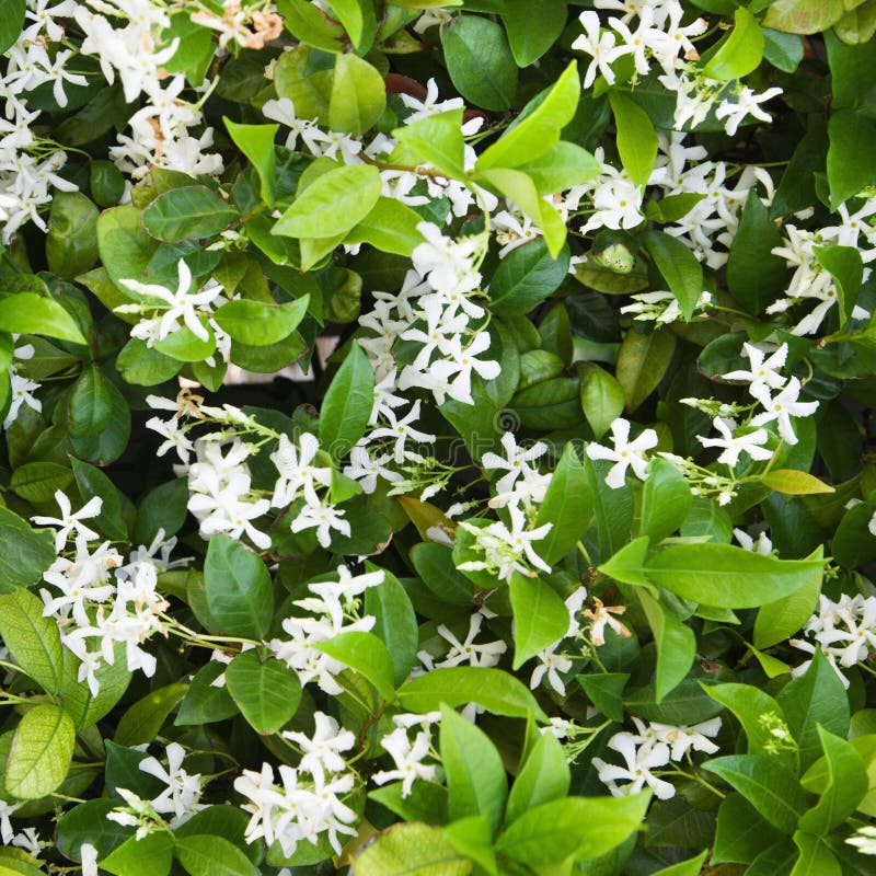 Flowering Jasmine. stock photo. Image of bloom, flowering - 3422300