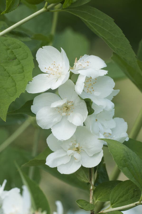 Flowering Jasmine in Summer Garden Stock Photo - Image of blossom ...