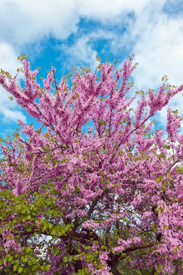 Flowering Branch A Judas Tree Stock Photo - Image of greens, flowers ...