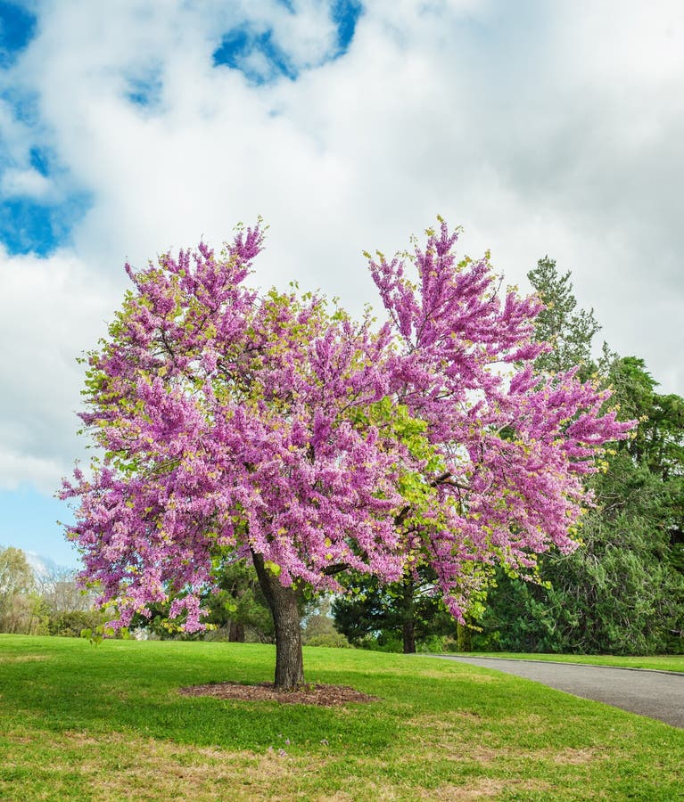 Flowering Judas Tree stock image. Image of branch, plant - 90979587