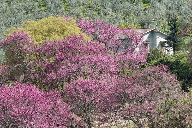 Flowering Judas trees stock photo. Image of pink, tree - 30689570
