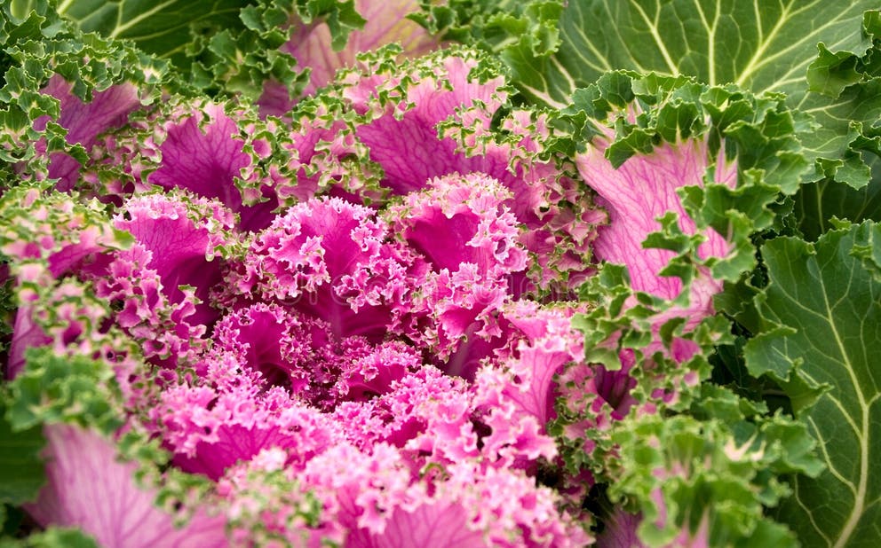 Flowering kale stock photo. Image of collard, ornamental - 16393350