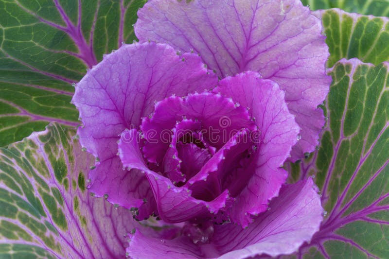 Flowering Kale Crane Rose in Bloom Stock Image - Image of leaves ...