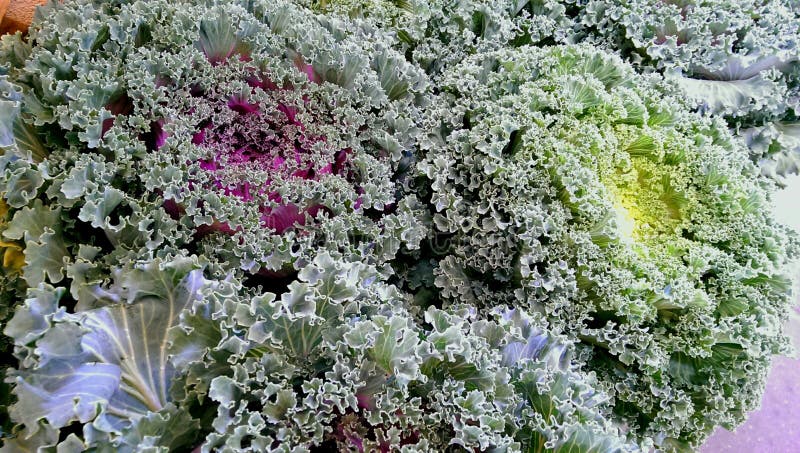 Flowering Kale stock photo. Image of garnish, kale, displayed - 64297520