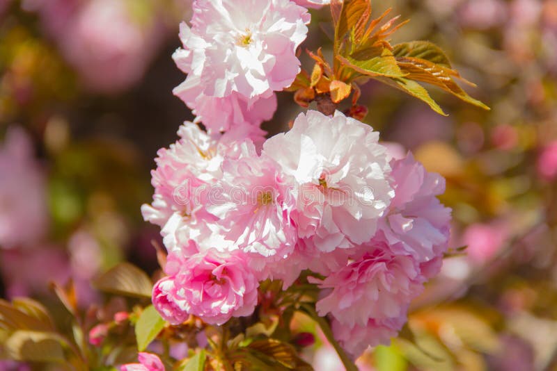 A Flowering Kwanzan Cherry Tree in Springtime with Blossoms. Stock ...