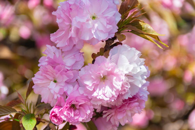 A Flowering Kwanzan Cherry Tree in Springtime with Blossoms. Stock ...