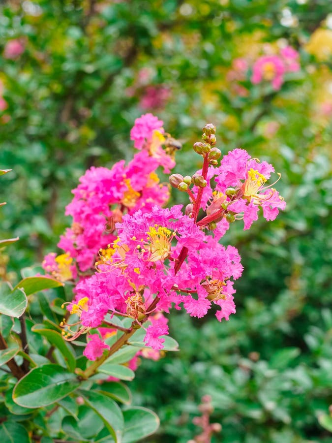 Flowering of Lagerstroemia Indica in the Park Stock Image - Image of ...