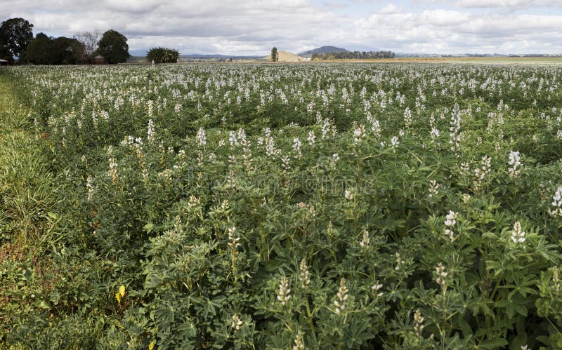 Flowering Legume stock photo. Image of monoculture, bean - 43996962