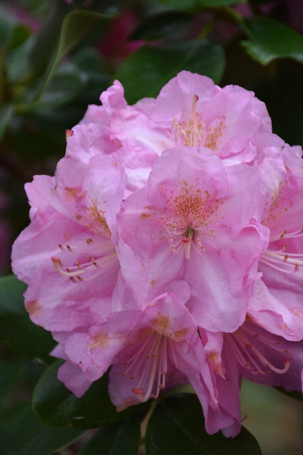 Flowering Light Pink Rhododendron Bush in Bloom Stock Image - Image of ...