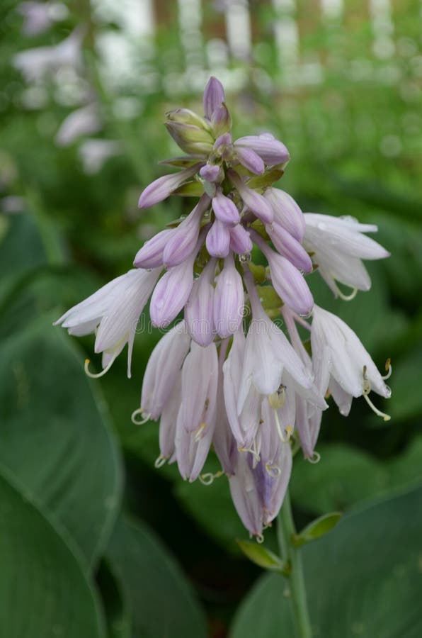 Flowering Light Purple Hosta Plant in a Garden Stock Photo - Image of ...
