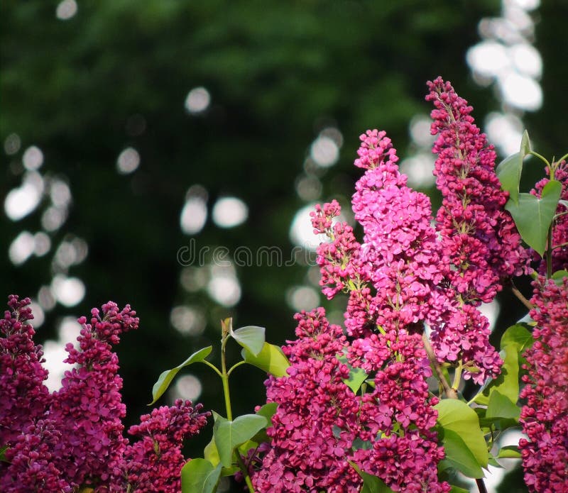 Flowering Lilac Bush in the Garden Stock Photo - Image of leaves, bush ...