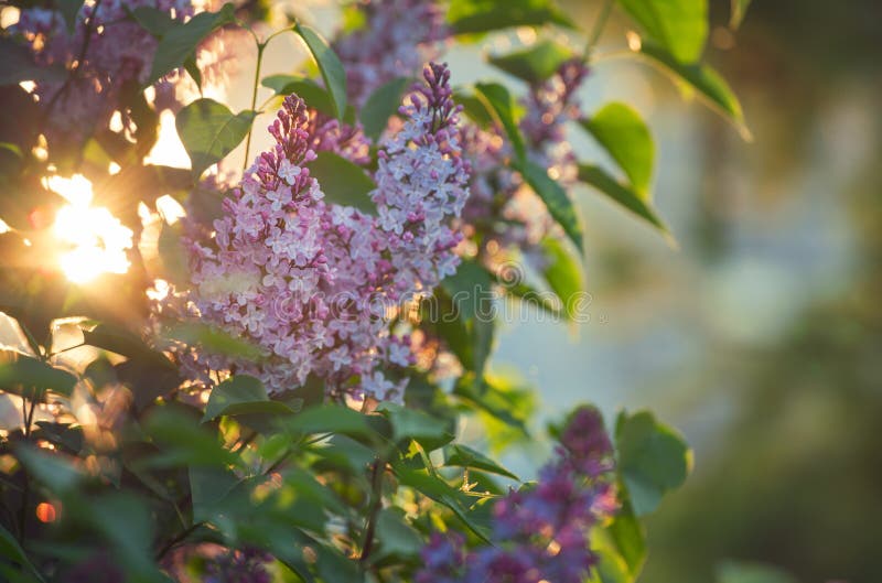 Flowering Lilac Tree Picture Stock Photo - Image of foreground, desktop ...