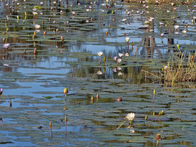 Flowering Lilies in Bwabwata, Namibia Stock Image - Image of botswana ...