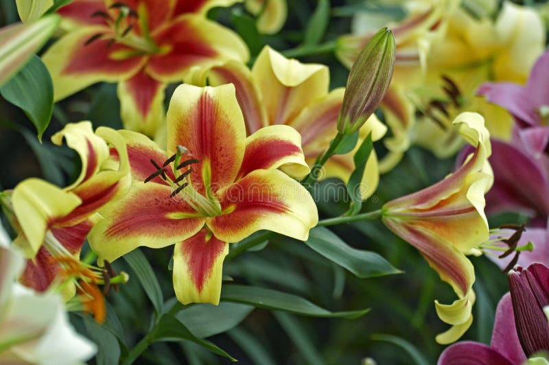 Shocking Lily Stock Photos - Free & Royalty-Free Stock Photos from ...