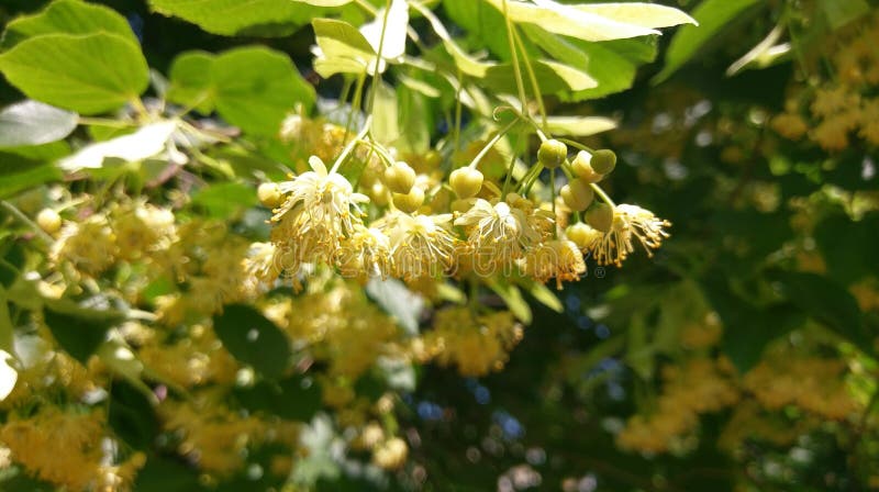 Flowering linden stock image. Image of blossom, flower - 123306657