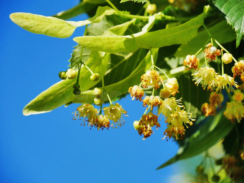Flowering Linden Tree Tilia Stock Image - Image of foliage, branch ...