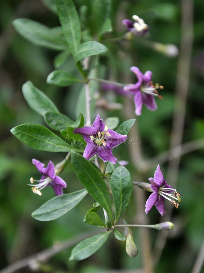 Flowering Lycium barbarum stock image. Image of bloom - 147758419
