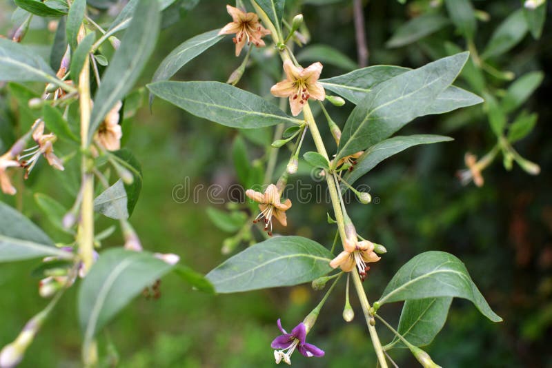 Flowering Lycium barbarum stock image. Image of apiary - 214240603