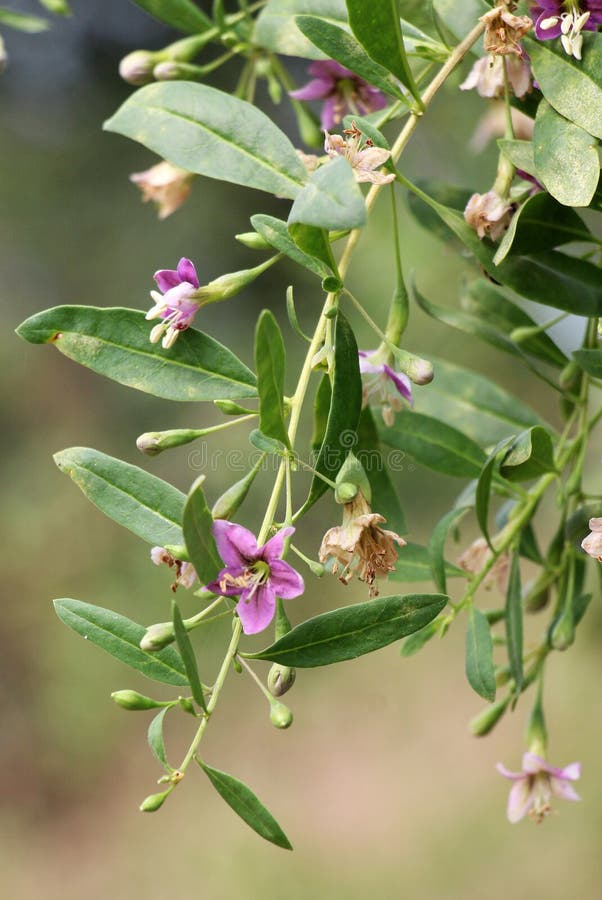 Flowering Lycium barbarum stock photo. Image of twig - 333873104