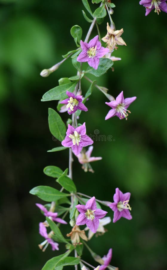 Flowering Lycium barbarum stock photo. Image of landscape - 381176518