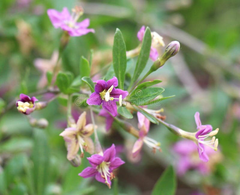 Flowering Lycium barbarum stock image. Image of apiary - 381176639