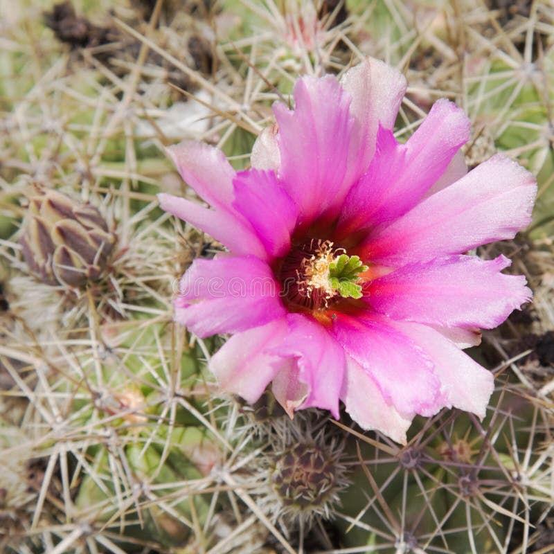 Flowering magenta cactus stock photo. Image of large - 14080872