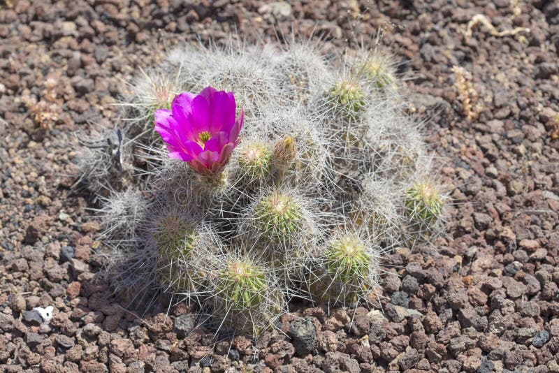 Flowering magenta cactus stock image. Image of long, magenta - 92526015