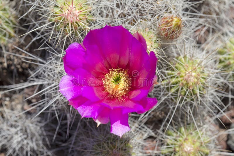 Magenta Cactus Flowers and Thorns in Arizona Desert Stock Photo - Image ...