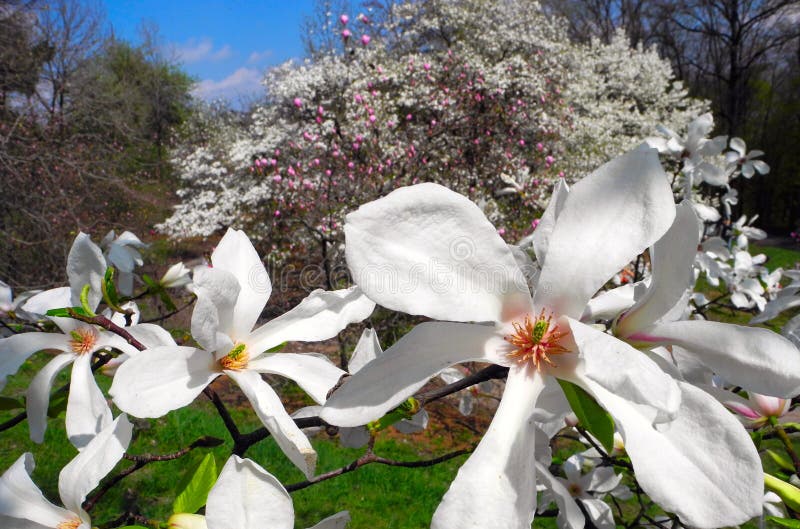 Flowering Magnolia in Spring. Stock Photo - Image of superior, magnolia ...