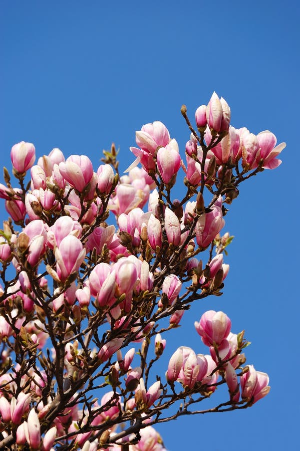 Flowering magnolia tree stock image. Image of blossom - 9848693
