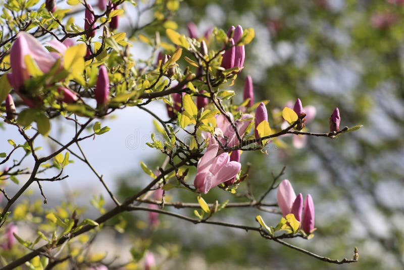Flowering Magnolia tree stock photo. Image of beautiful - 88981572