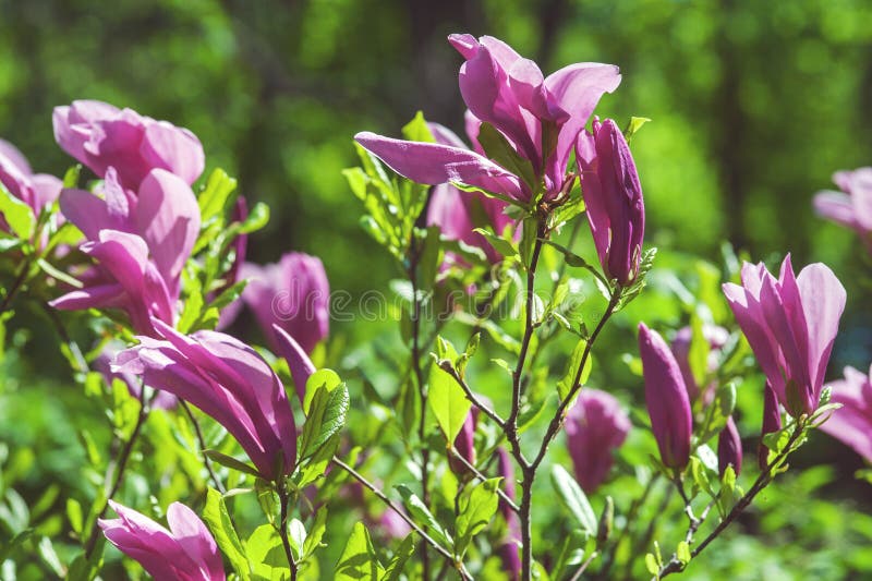 Flowering magnolia stock photo. Image of blooming, fresh - 55323396