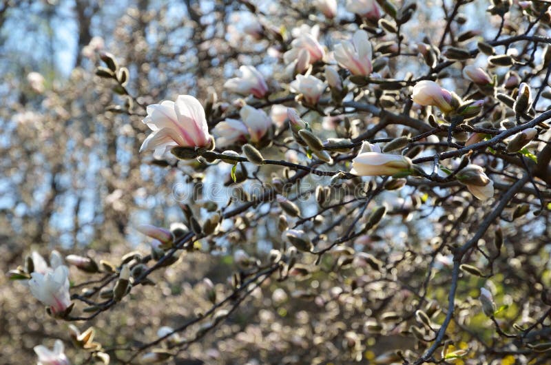Flowering Branch of Magnolia Cut-out Stock Image - Image of soulangeana ...