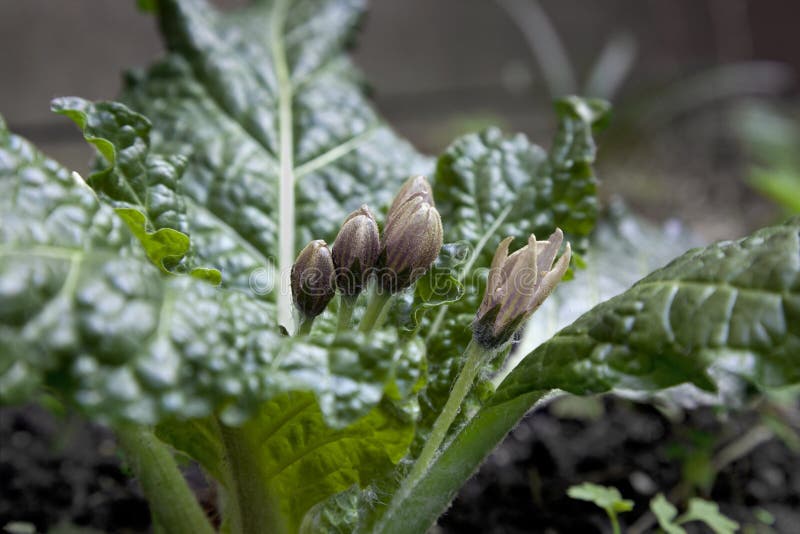 Flowering Mandragora stock photo. Image of officinarum - 38894256