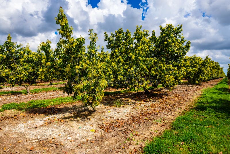 Flowering mango grove stock image. Image of cloudy, farmland - 87897987