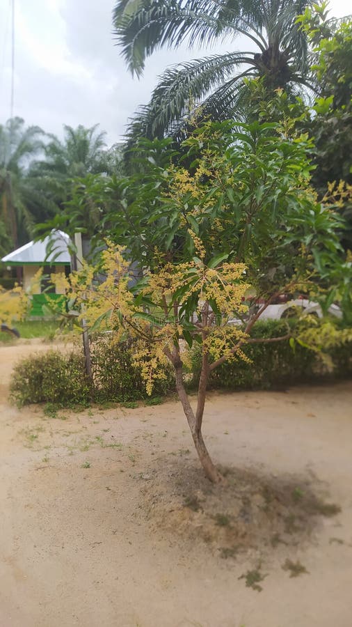 Flowering mango tree stock photo. Image of leaf, branch - 261721706