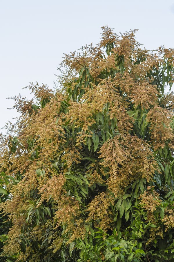 Mango Tree Plan Stock Photos - Free & Royalty-Free Stock Photos from ...