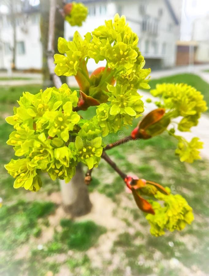 Flowering maple stock image. Image of garden, shrub - 181171061