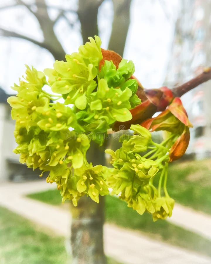 Flowering maple stock photo. Image of tree, greens, poplar - 181171100