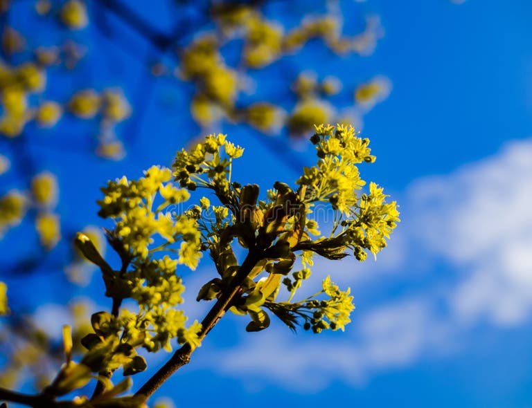 Flowering Maple Branch in Spring Stock Image - Image of maple, spring ...