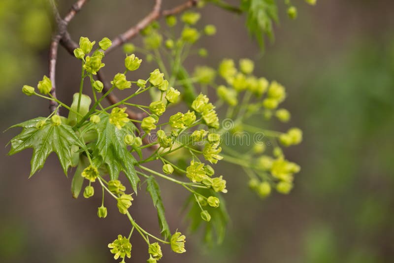 Flowering maple closeup stock photo. Image of flora, branches - 72990848