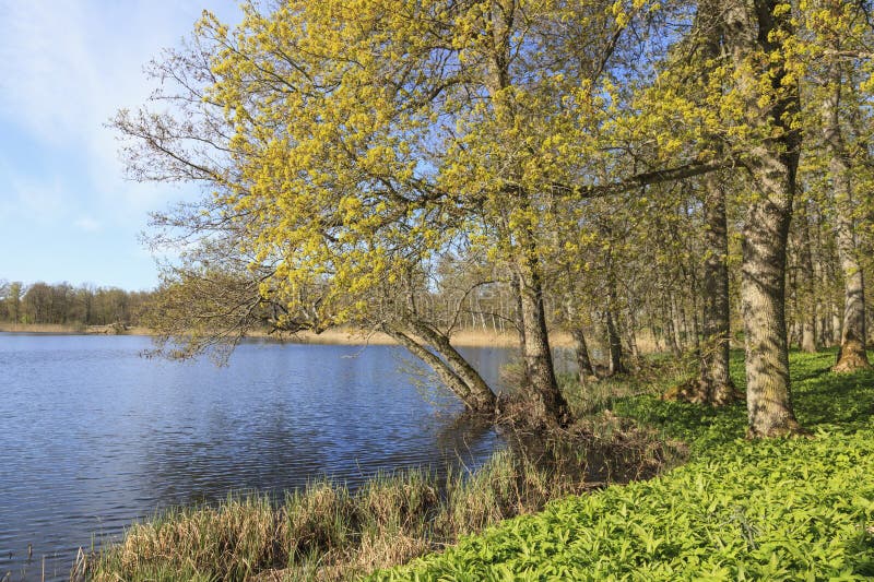 Flowering Maple Tree at a Bech Stock Image - Image of tranquil, maple ...