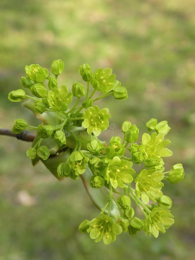 Flowering maple tree stock photo. Image of pistil, spring - 90420288