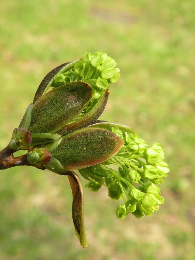 Flowering maple tree stock photo. Image of tree, closeup - 90420350