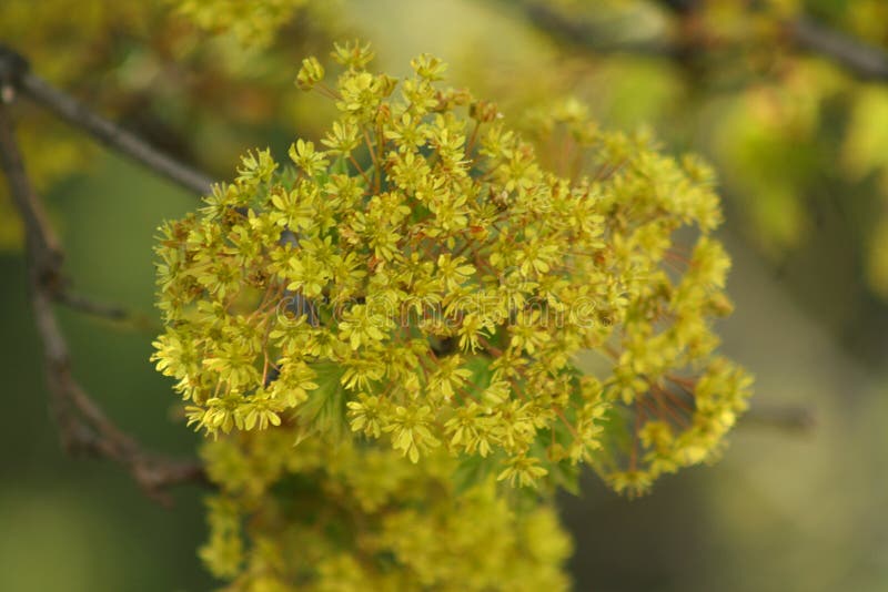 Flowering maple tree stock photo. Image of small, maple - 178598540