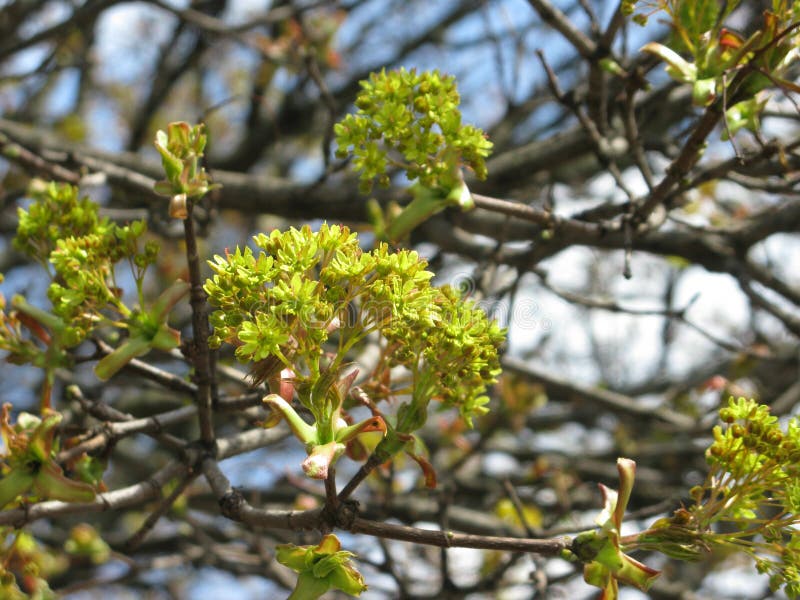 Flowering maple tree stock photo. Image of trees, small - 178589434