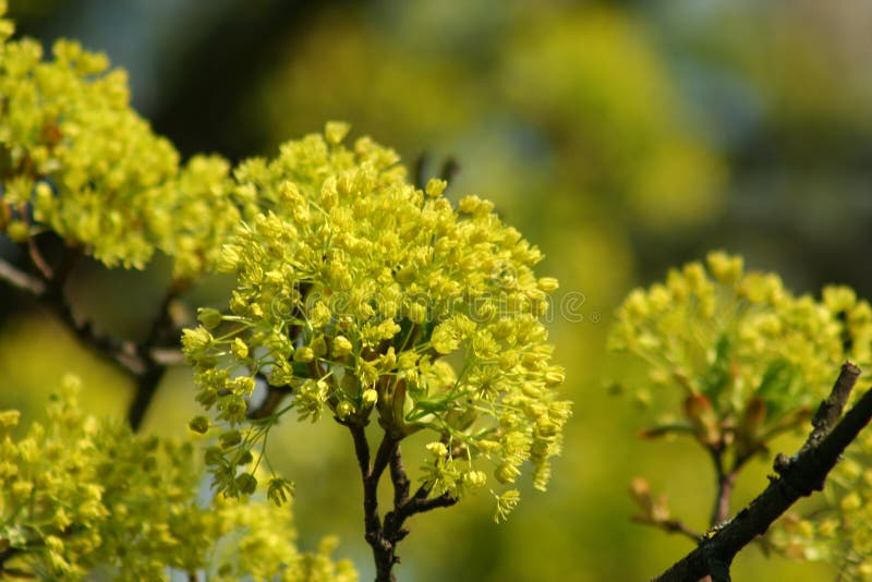 Flowering maple tree stock photo. Image of shot, beautiful - 178598444