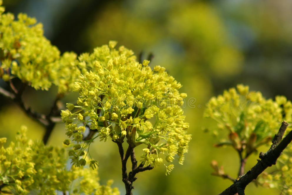 Flowering maple tree stock photo. Image of shot, beautiful - 178598444