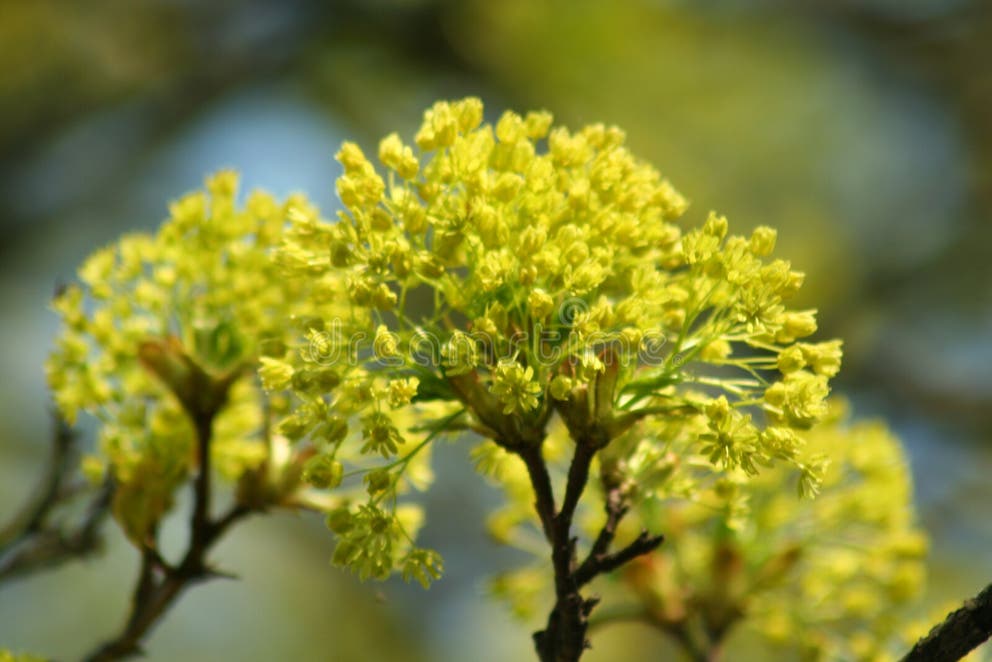 Flowering maple tree stock photo. Image of beauty, park - 178598496